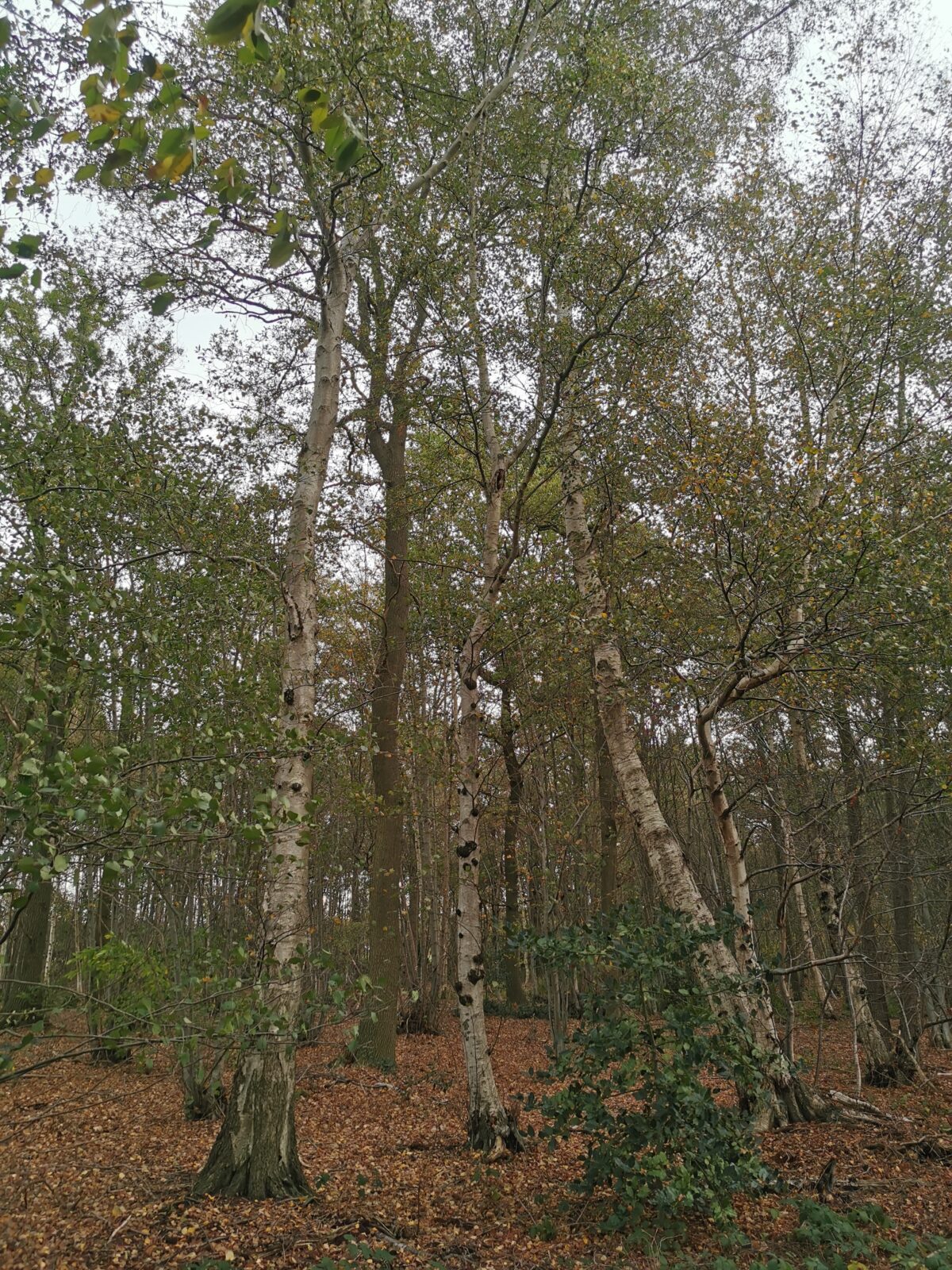 perceel 001 – bosverkoop