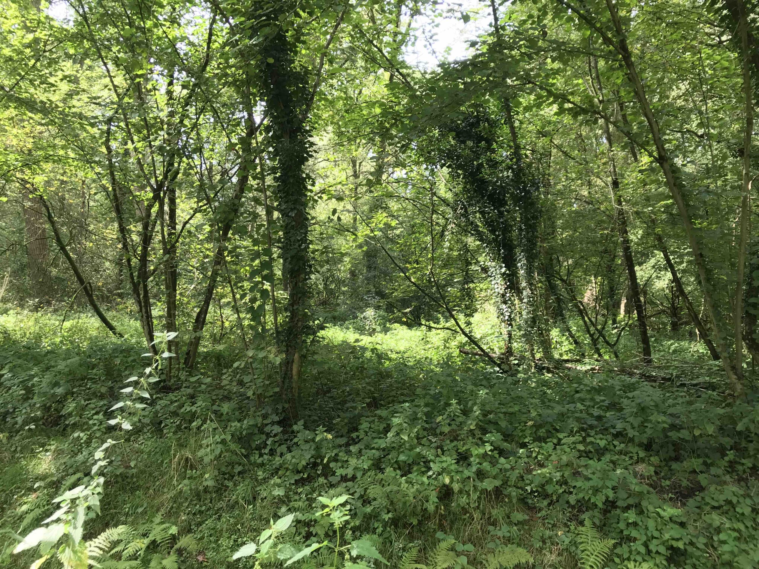 perceel 011 – bosverkoop